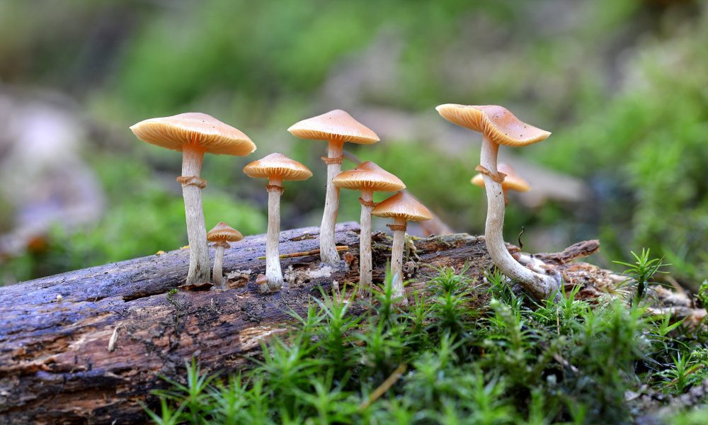 Edmond Panariti: Si mund t’i dalloni kërpudhat helmuese – Podiumi ...