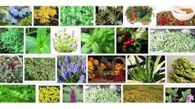 7 bimët medicinale që mund t'i rrisni në ballkonin e shtëpisë ...