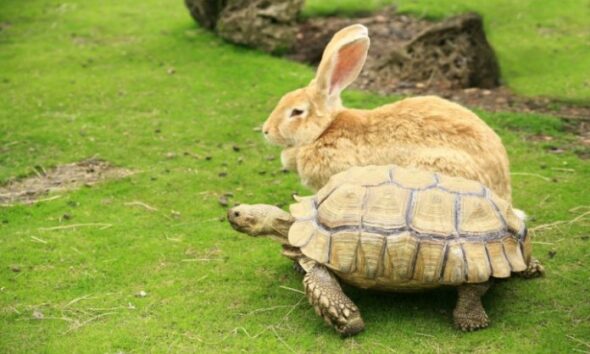 Përralla shqiptare / Lepuri dhe Breshka – Podiumi Lajmet më të fundit ...