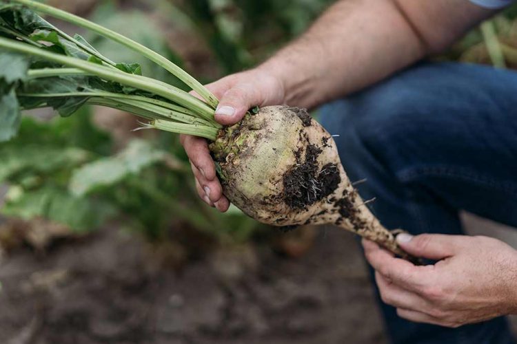 Si prodhohet sheqeri? – Rrugëtimi i panxharit nga fusha në kuzhinën ...