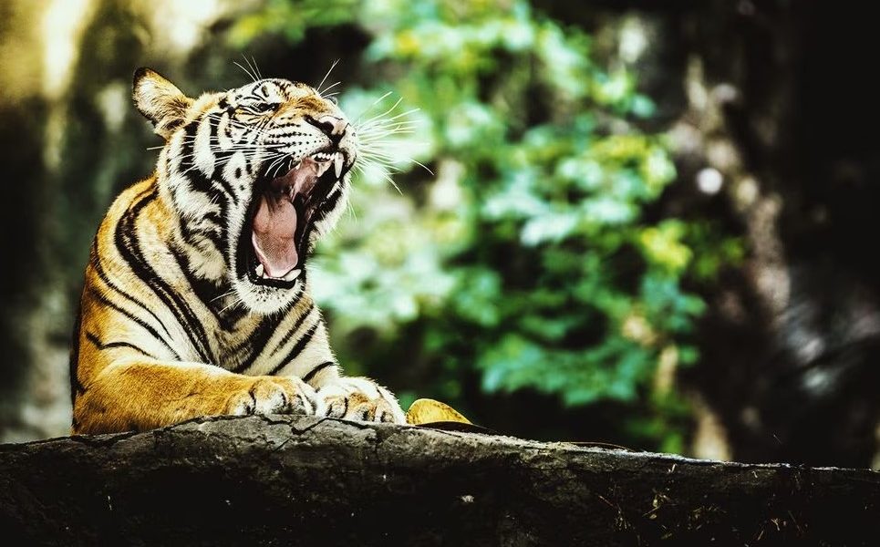 Fakte interesante / Kafshët me kafshimin më të fortë në botë – Podiumi ...