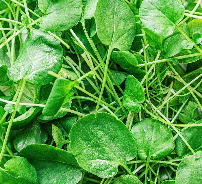 Shkenca tregon ushqimin më të shëndetshëm në botë – Podiumi Lajmet më ...